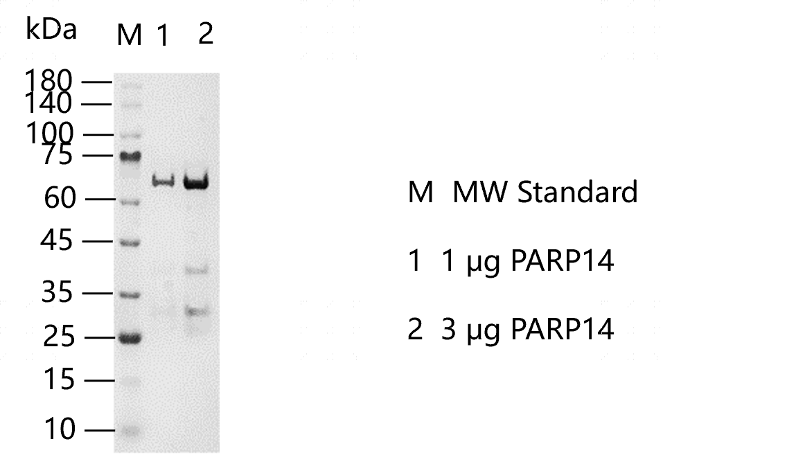 PARP14 - DNA损伤修复蛋白 - 爱思益普生物-蛋白平台